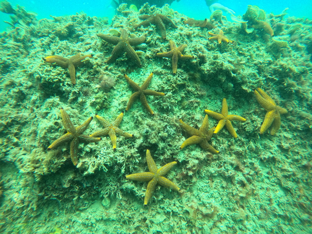 Echinaster tenuispinus from Hermosillo, Son., MX on May 17, 2024 at 03: ...