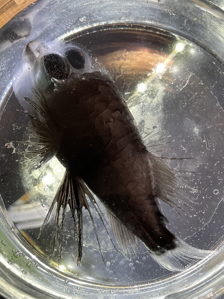Pacific Barreleye (Macropinna microstoma) - Marine Life Identification