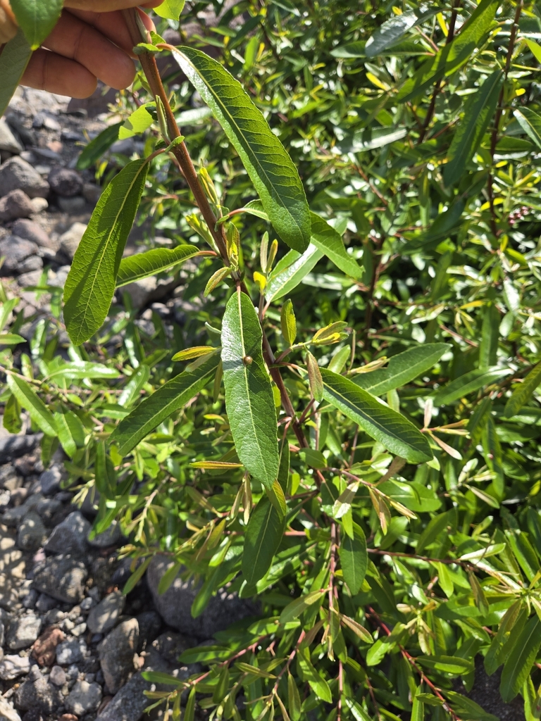 Arroyo Willow from 22746 B.C., México on May 14, 2024 at 10:04 AM by ...