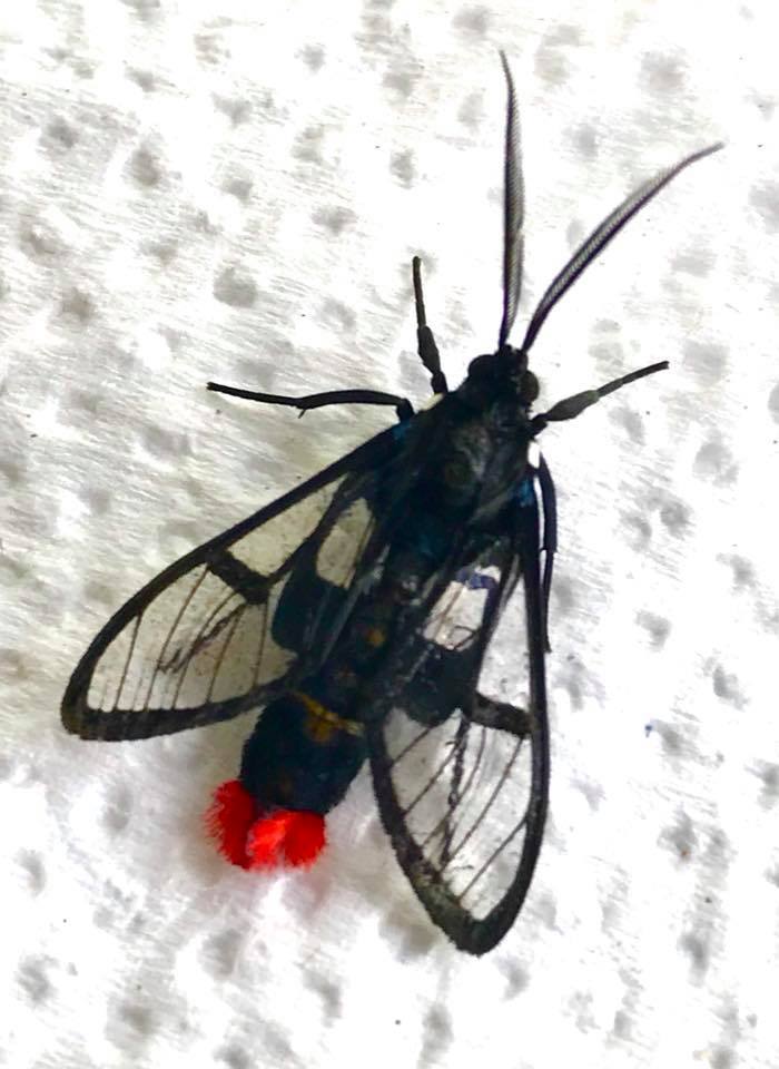 Aethria analis (Mariposas Arctiinae ocorrentes no estado de Santa ...