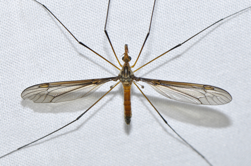 Leptotarsus mastersi · iNaturalist