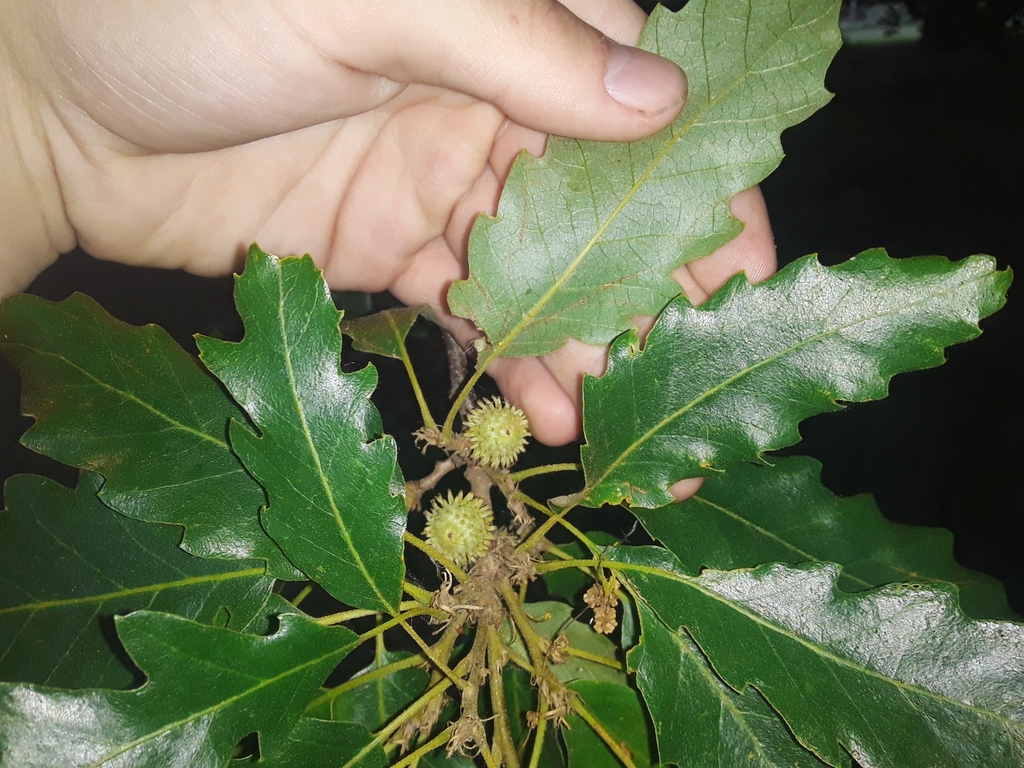 Quercus x carrissoana - plant details - WorldFloraDB