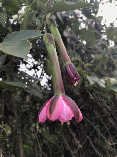 taxo (Subgénero Tacsonia) · iNaturalist Ecuador
