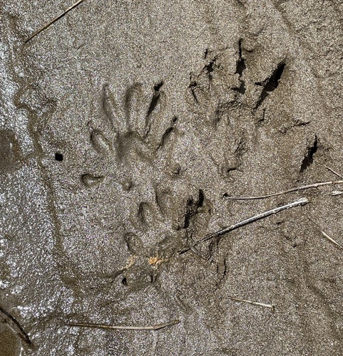 Raccoon Tracks – NatureTracking