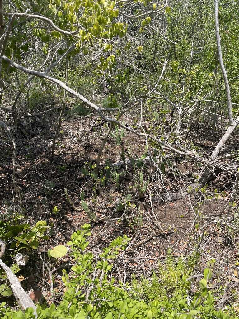 Prickly Pears from Estero Island, Fort Myers Beach, FL, US on May 17 ...