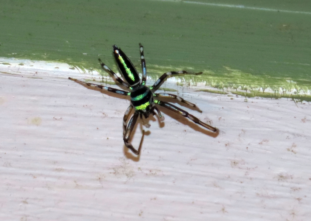 Iridescent Jumping Spiders from Octantis St, Brisbane QLD, Australia on ...