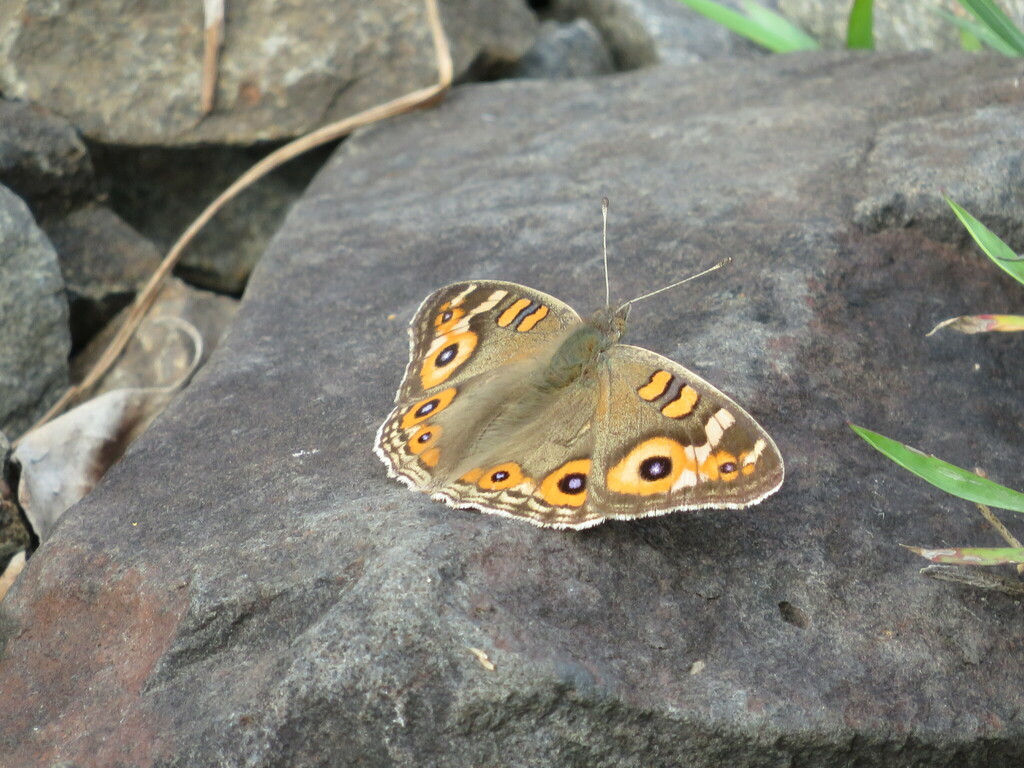 Meadow Argus from Brisbane QLD, Australia on May 18, 2024 at 02:28 PM ...
