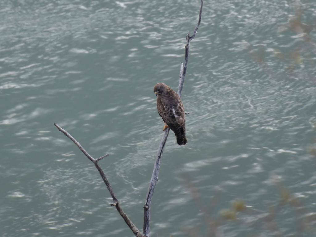 Broad-winged Hawk from Bow River, Bowmont Park, Bowness, Calgary, AB ...