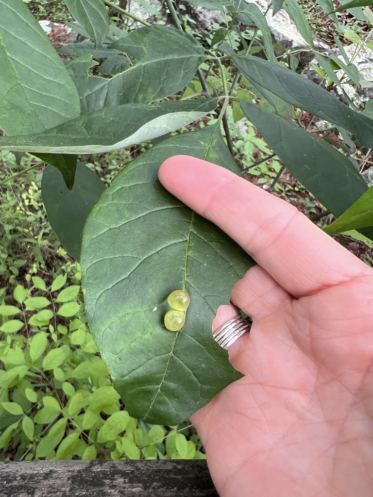 ash bullet gall midge from Rocky Island, Bethesda, MD, US on May 17 ...