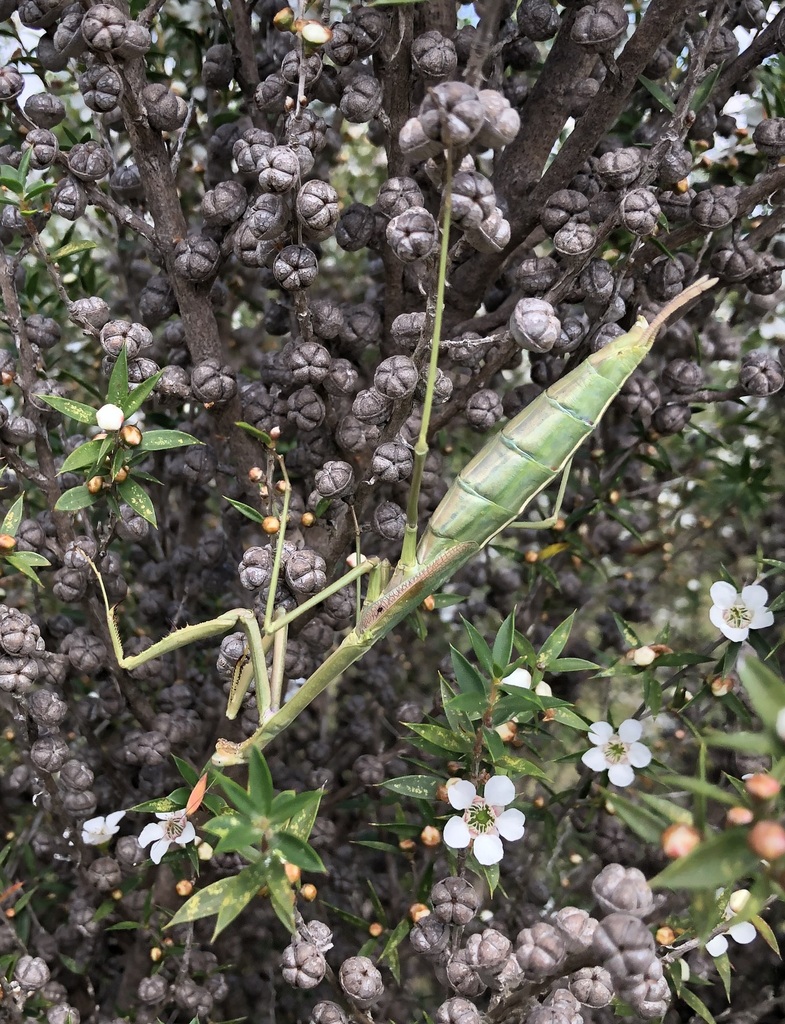 Mallee Grass Mantis from Illabarook VIC 3351, Australia on January 5 ...