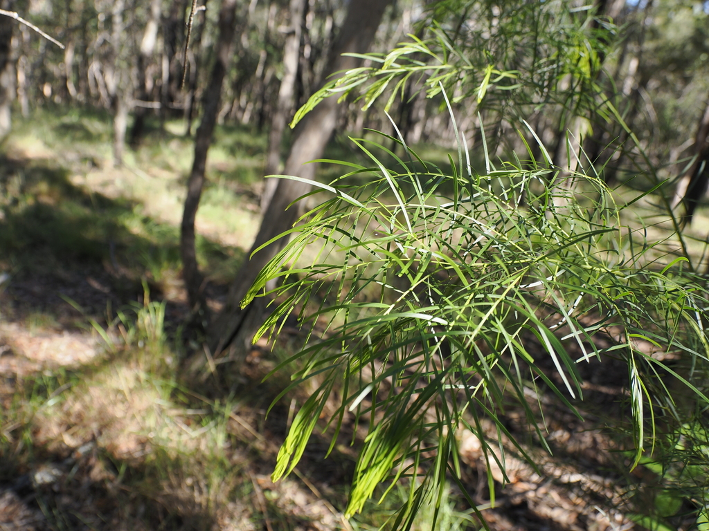 Brisbane wattle from Burbank QLD 4156, Australia on May 18, 2024 at 10: ...