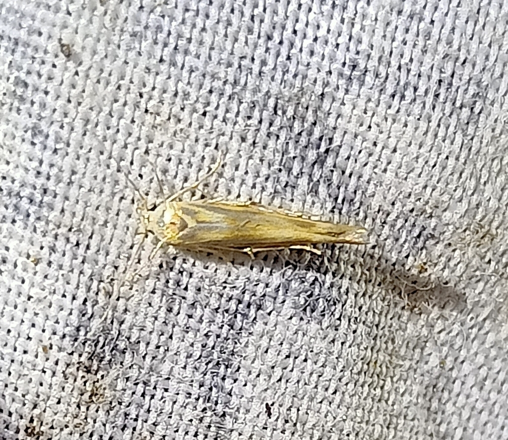 Orchard Featherfoot from Gwavas Garden Homestead on April 7, 2024 at 07 ...