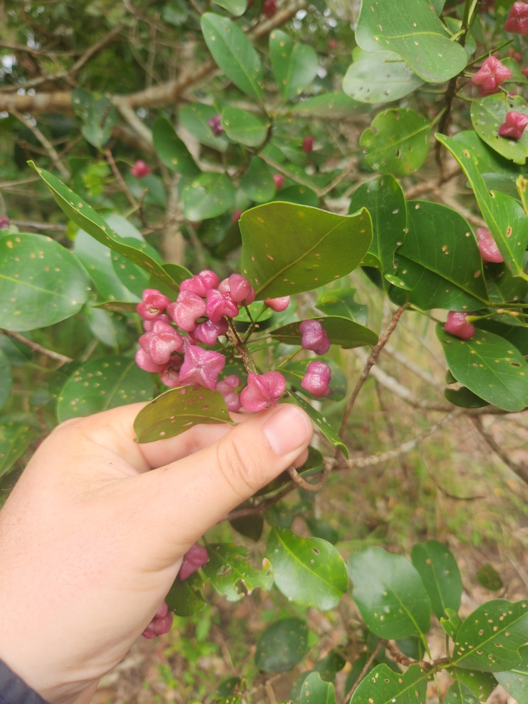 glossy acronychia (Plants of Central Queensland) · iNaturalist