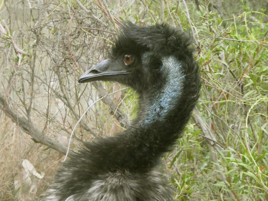 Emu from Melbourne VIC, Australia on May 17, 2024 at 12:15 PM by george ...