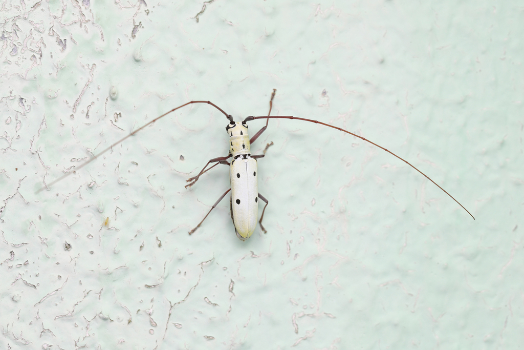 Olenecamptus subobliteratus from 中国天目山风景区 on June 25, 2022 at 08:47 PM ...