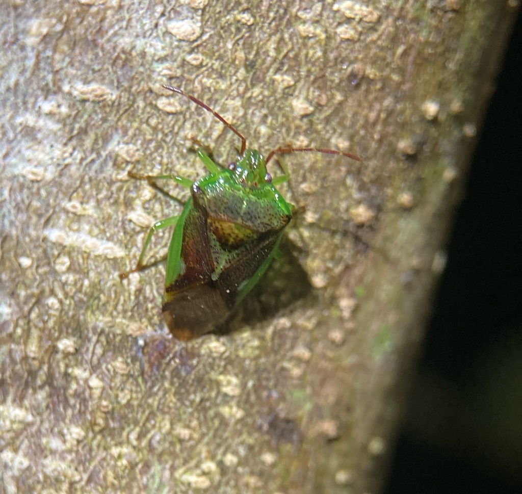 Forest shield bug from Tawatawa Reserve, Wellington, Wellington, NZ on ...