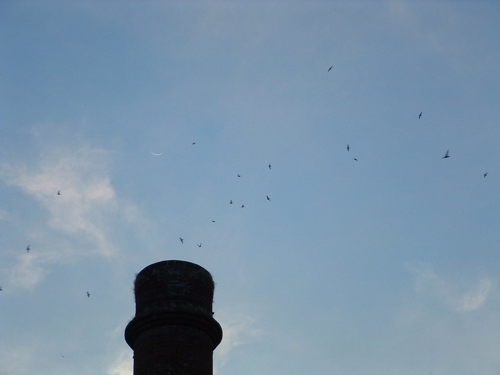 Black Swift from yautepec, morelos on March 24, 2004 by Laura · iNaturalist