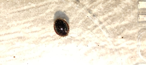Agaricophilus reflexus · iNaturalist