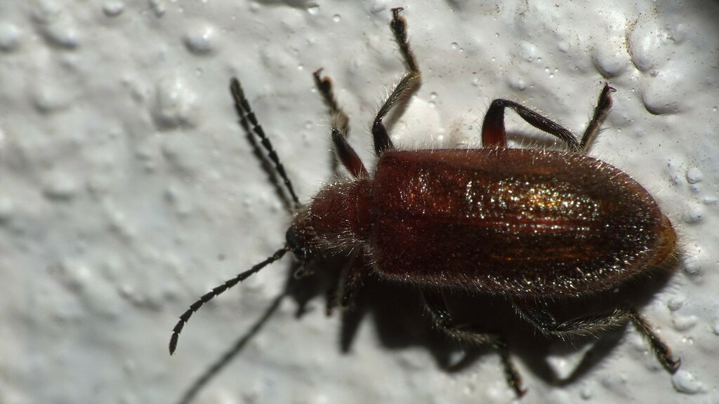 Cerogria from Nido, Blue River Valley, Bhose - Mahabaleshwar Rd, near ...