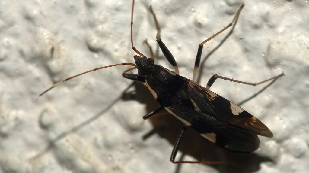 Dieuches from Nido, Blue River Valley, Bhose - Mahabaleshwar Rd, near ...