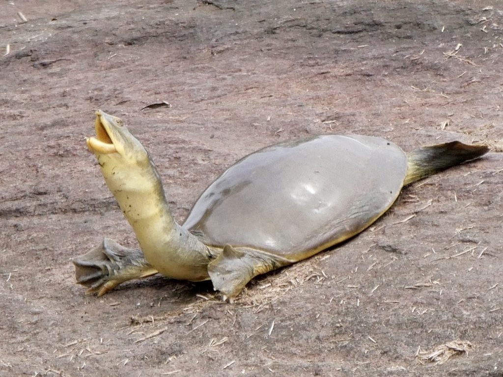 Sri Lankan Flapshell Turtle in May 2024 by jobalfs · iNaturalist