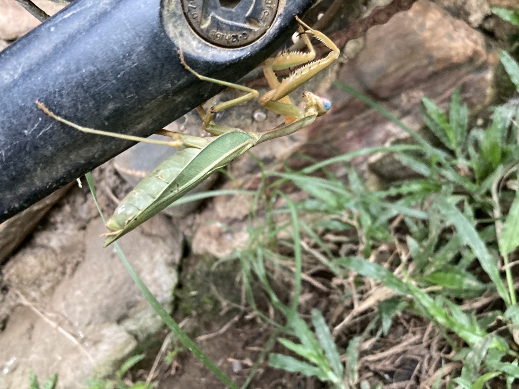 Hierodulini in May 2024 by GDown · iNaturalist