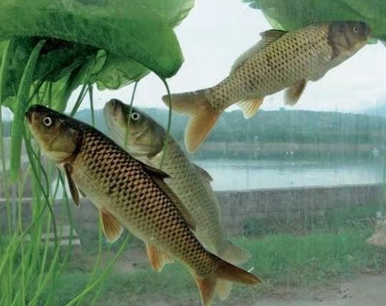 Long Pectoral-fin Carp (Cyprinus longipectoralis) - Marine Life ...