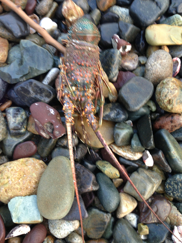 オキナエビ属 (Nephropsis)