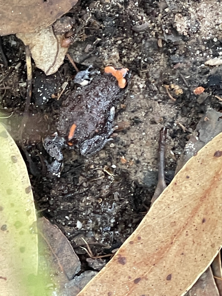 Red-crowned Brood Frog from Ku-ring-gai Chase National Park, Ku-Ring ...