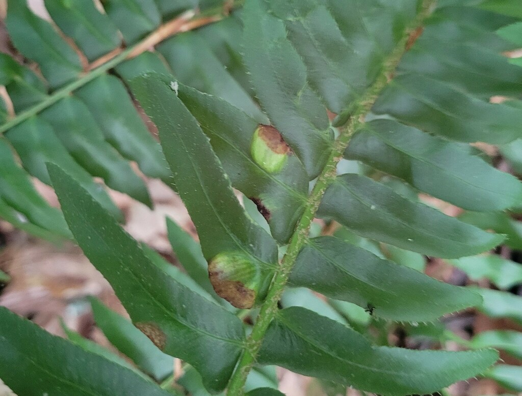 Christmas fern leaf curl from Kettering, MD 20774, USA on May 17, 2024 ...
