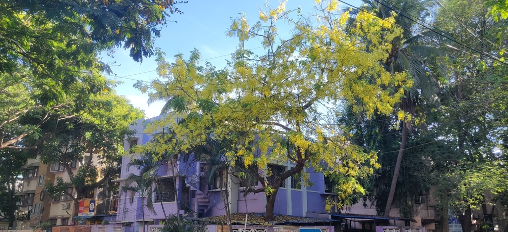 Golden shower tree from No: 12/13, 1st floor, 2nd street, Venkateshwara ...