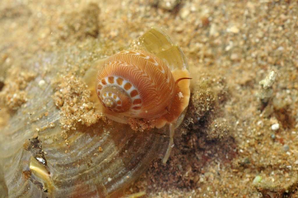 Tanea sagittata from Port Hedland on September 15, 2015 at 06:03 PM by ...