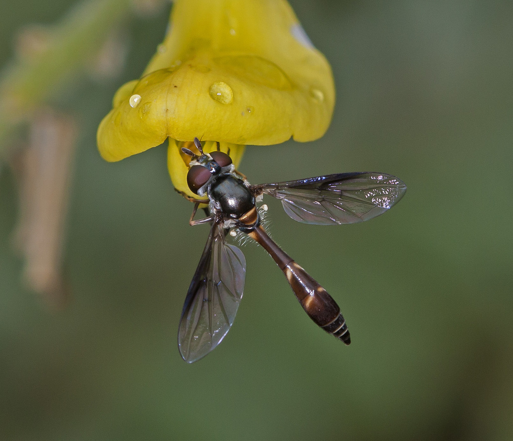 Four-speckled Hover Fly from Arthur R. Marshall Loxahatchee National ...