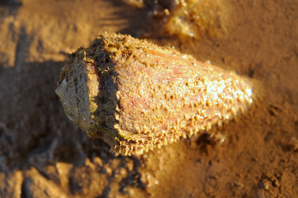 Trigonal Cone from Port Hedland on October 16, 2016 at 05:25 PM by ...