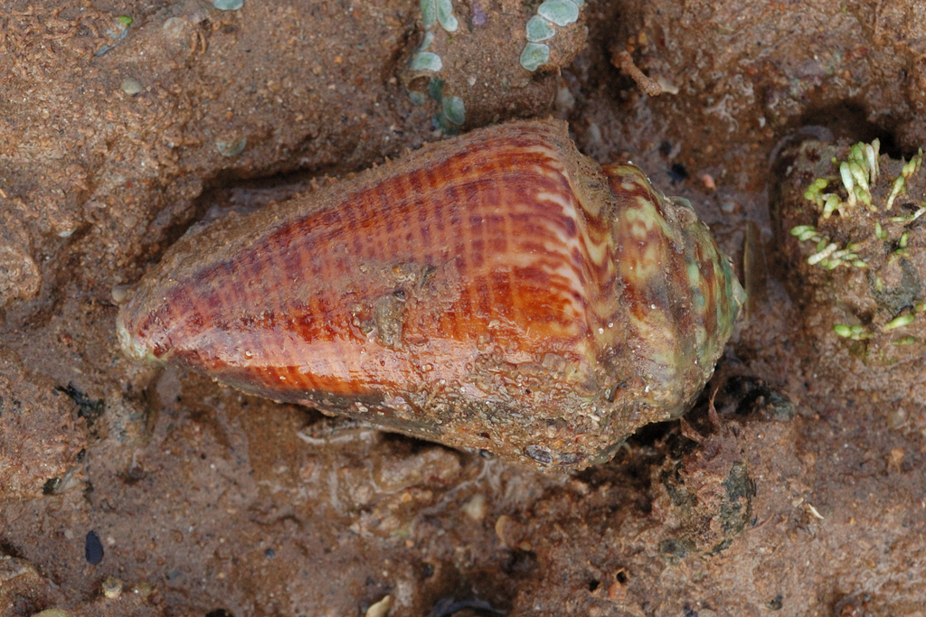 Trigonal Cone from Port Hedland on April 25, 2017 at 04:56 PM by ...