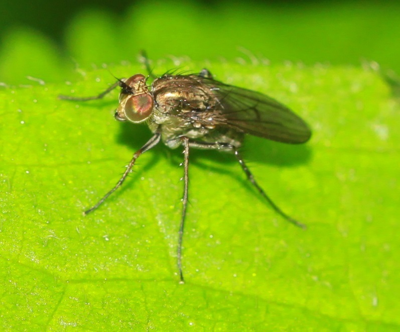 Tachytrechus from Dyke Marsh Preserve, Fairfax County, VA on May 22 ...