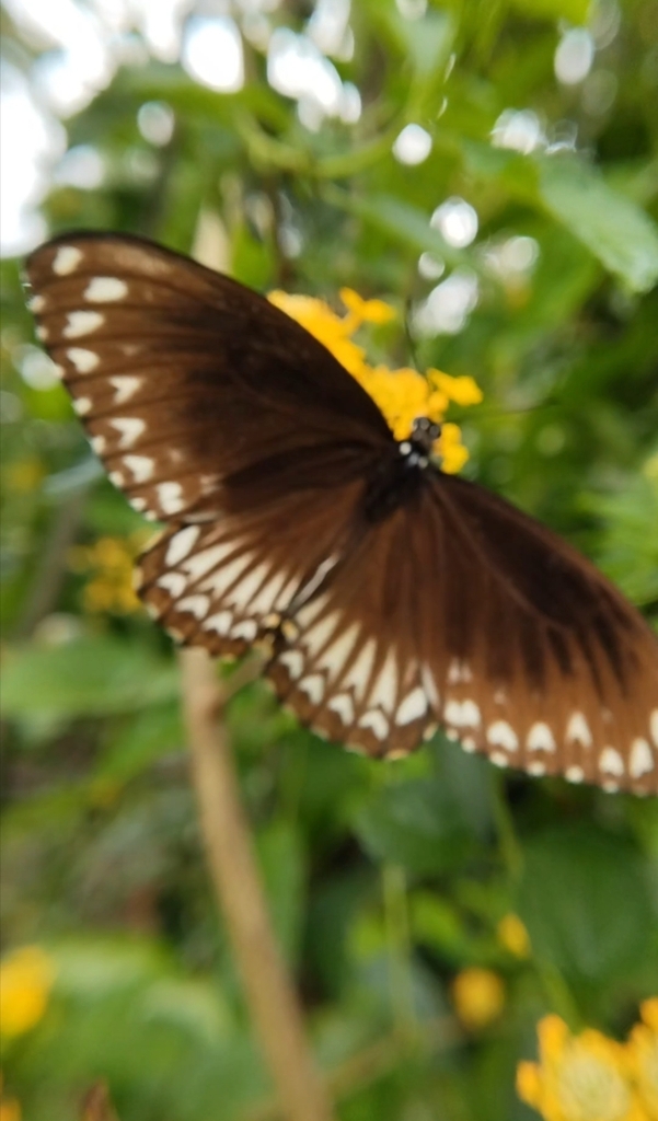 Common Mime Swallowtail from JR87+59, Chembanoda, Kerala 673528, India ...