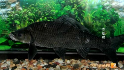 Procypris rabaudi · iNaturalist Mexico