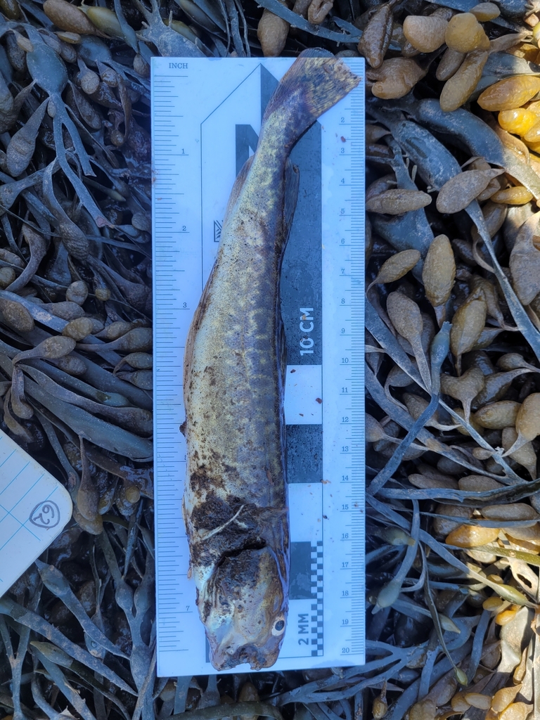 Atlantic Tomcod from Dufferin Parish, NB, Canada on May 17, 2024 at 01: ...