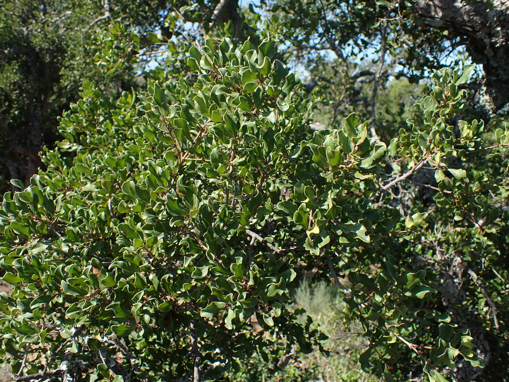 Gwarrie from Vogelfontein, Dr Beyers Naudé Municipality, EC on April 23 ...