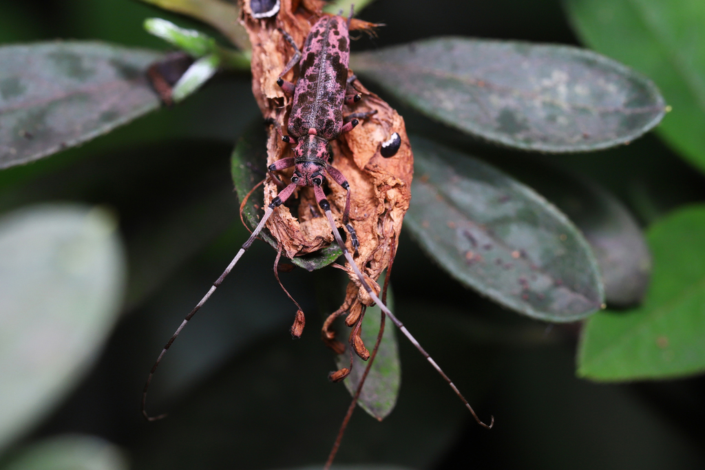 Uraecha chinensis from 中国浙江省杭州市 on May 25, 2019 at 01:58 PM by Li ...
