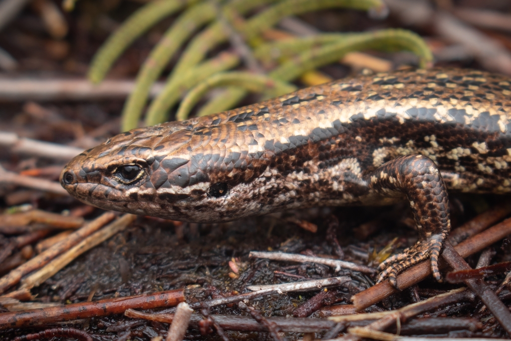 Alborn Skink in November 2023 by Samuel Purdie. Exquisite Alborn skink ...