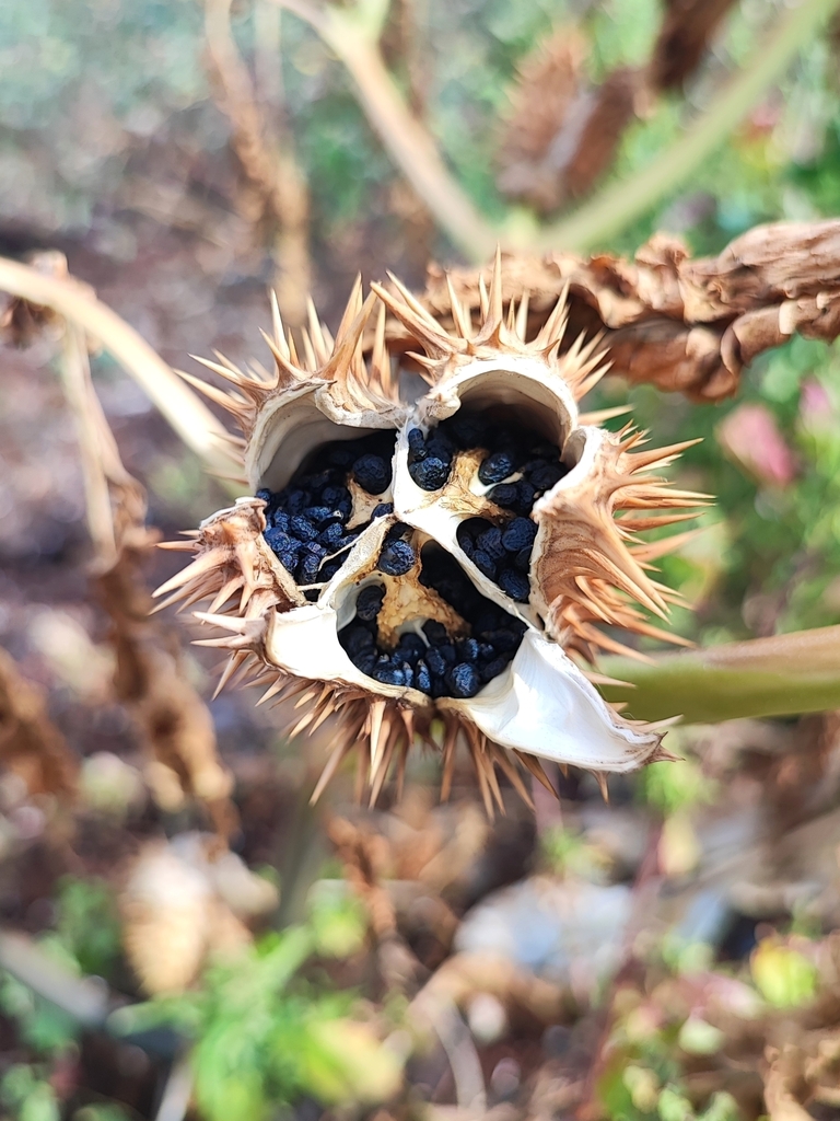 (Datura stramonium stramonium) - Botanical Realm
