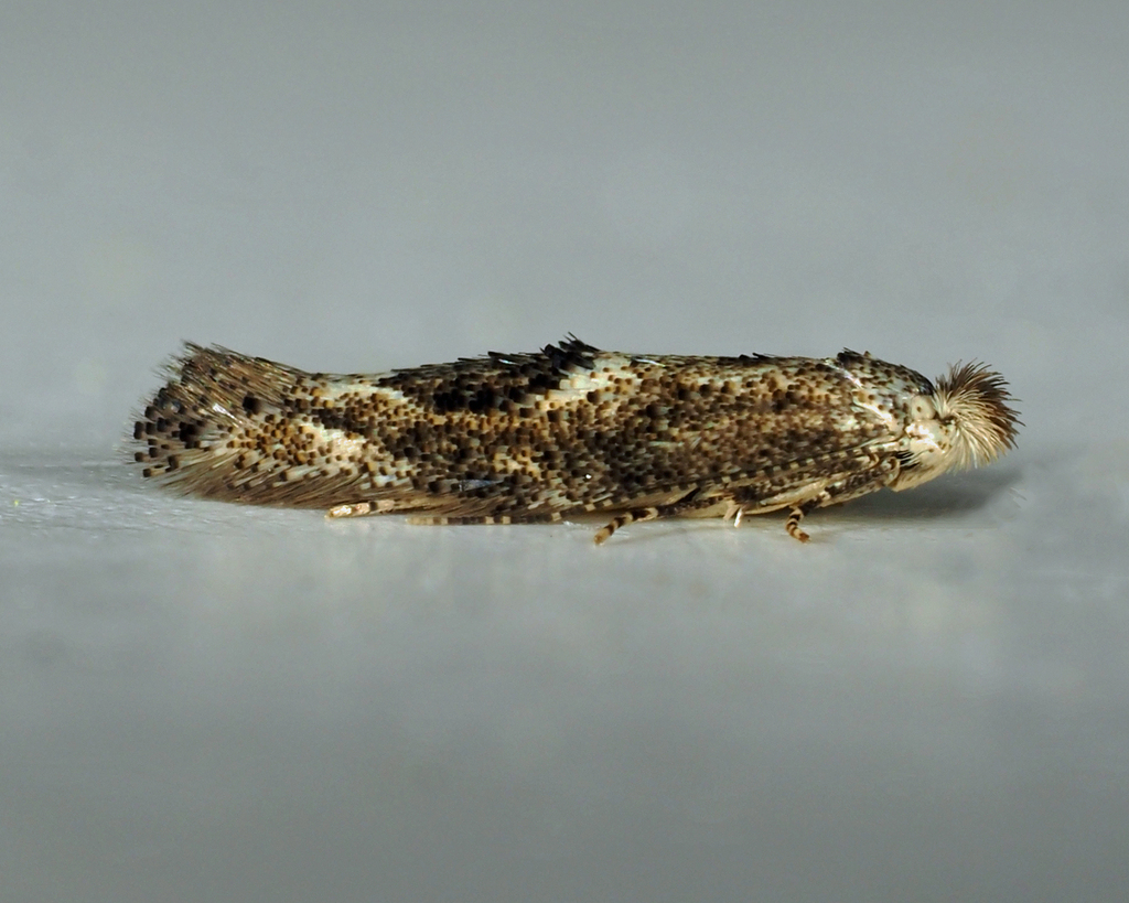 Oak Skeletonizer Moth from Salem, NH 03079, USA on May 18, 2024 at 08: ...