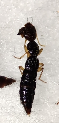 Nazeris pallidipes · iNaturalist