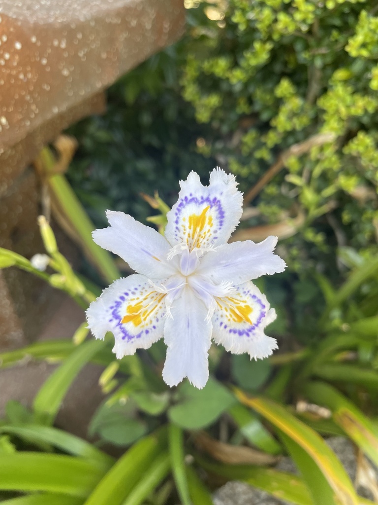 Fringed Iris from Katsuo-ji Temple, Minoo, Osaka, JP on May 11, 2024 at 03:18 PM by lilioftheday ...