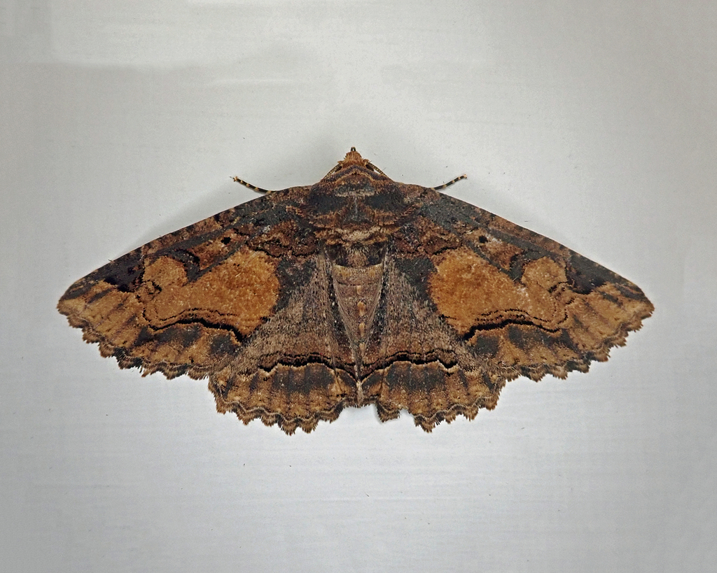 Colorful Zale Moth from Salem, NH 03079, USA on May 18, 2024 at 07:44 ...