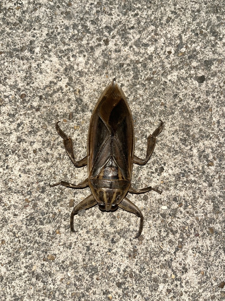 Asian Giant Water Bug from Chaturathit Rd., Bangkok, Bangkok, TH on May ...