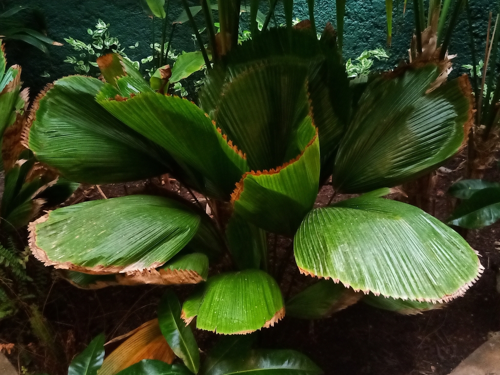 Vanuatu Fan Palm from Centro, 77710 Playa del Carmen, Q.R., Mexico on ...
