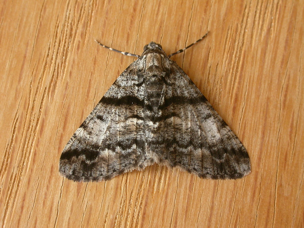 Cryptic Bark Moth (Geometridae of SW Australia) · iNaturalist
